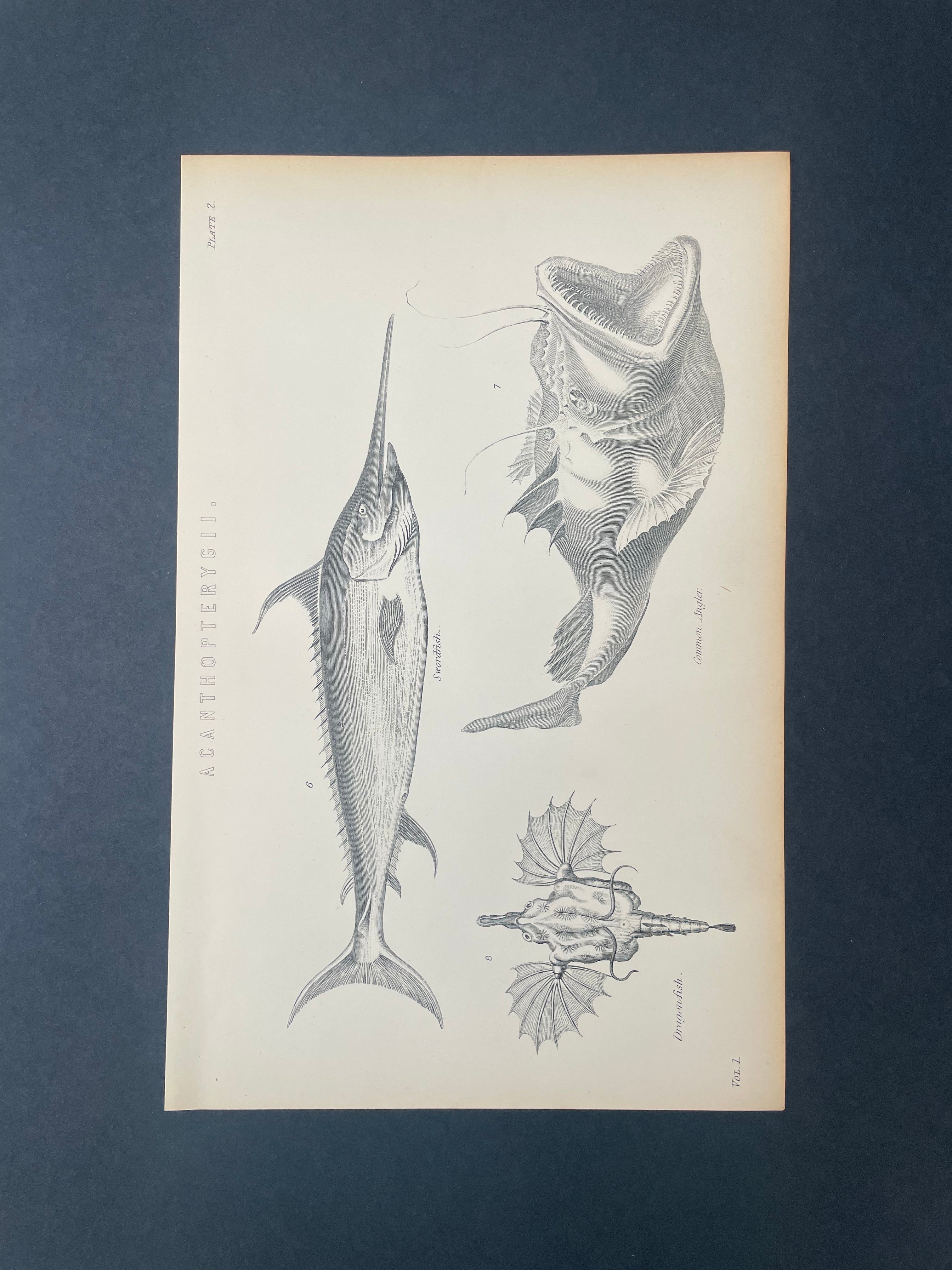 Book Plates - Fish & Marine Life – Pure Salvage